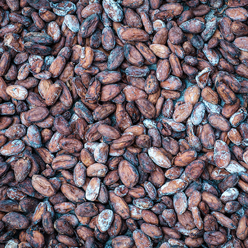 Quality preservation and insect protection of cocoa | Oxylow